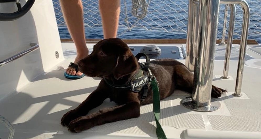 Dogs onboard: Your go-to-guide to take your dog sailing | Sailogy